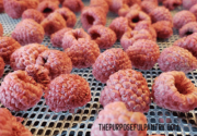 How to Dehydrate Raspberries and Make Raspberry Powder - The Purposeful ...