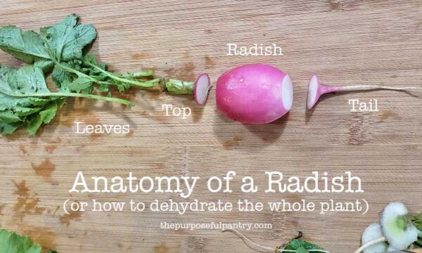 4 Ways to Preserve Radishes - The Purposeful Pantry