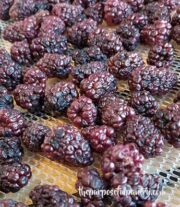 How to Dehydrate Blackberries & Make Blackberry Powder - The Purposeful ...