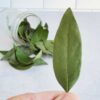 How to Dehydrate Basil - The Purposeful Pantry