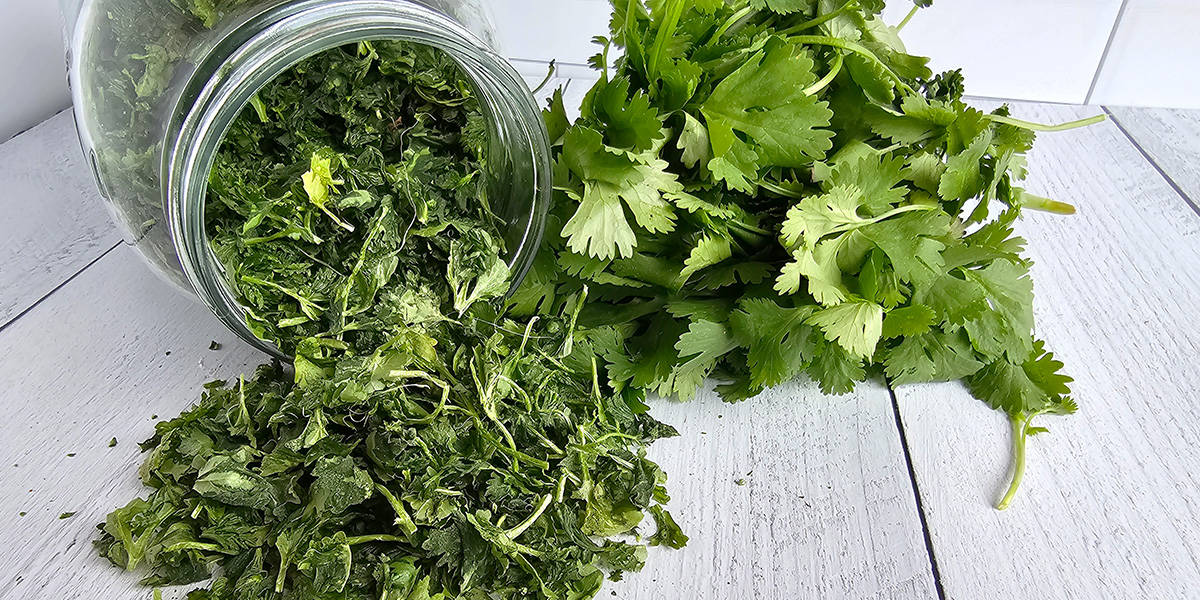 How to Freeze Dry Cilantro - The Purposeful Pantry How to Freeze Dry Cilantro - The Purposeful Pantry